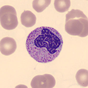 Blood Classification Dataset and Pre-Trained Model by ...