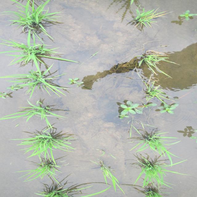 Weeds Object Detection Dataset By Sirisha