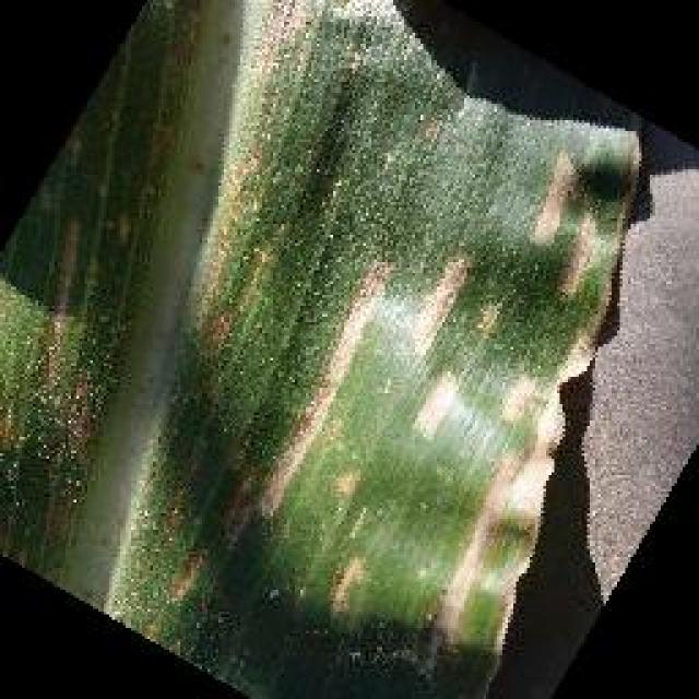 first-maize Instance Segmentation Dataset by galihnugraha