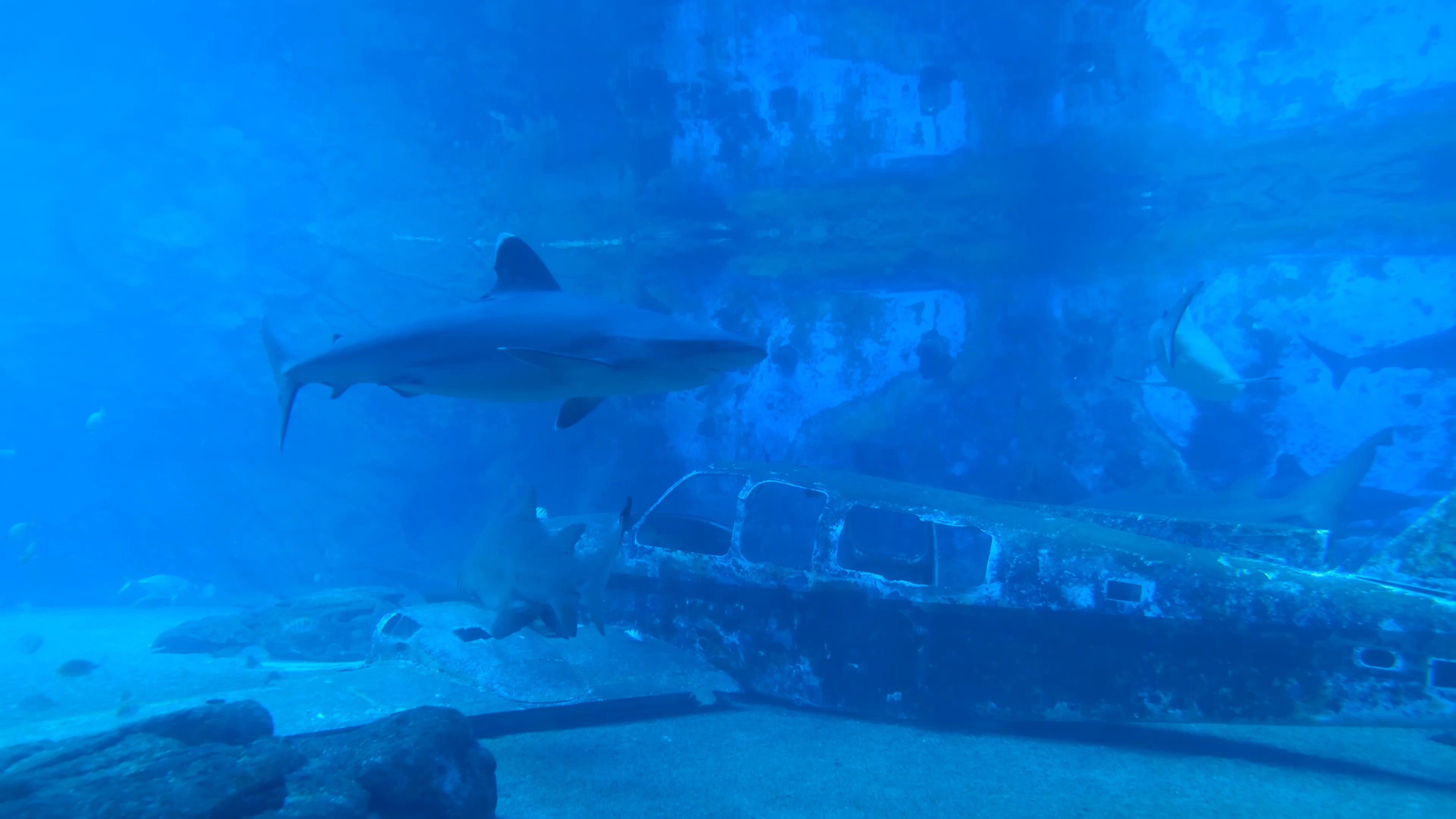 How to Use the Detecting Fish Object Detection API