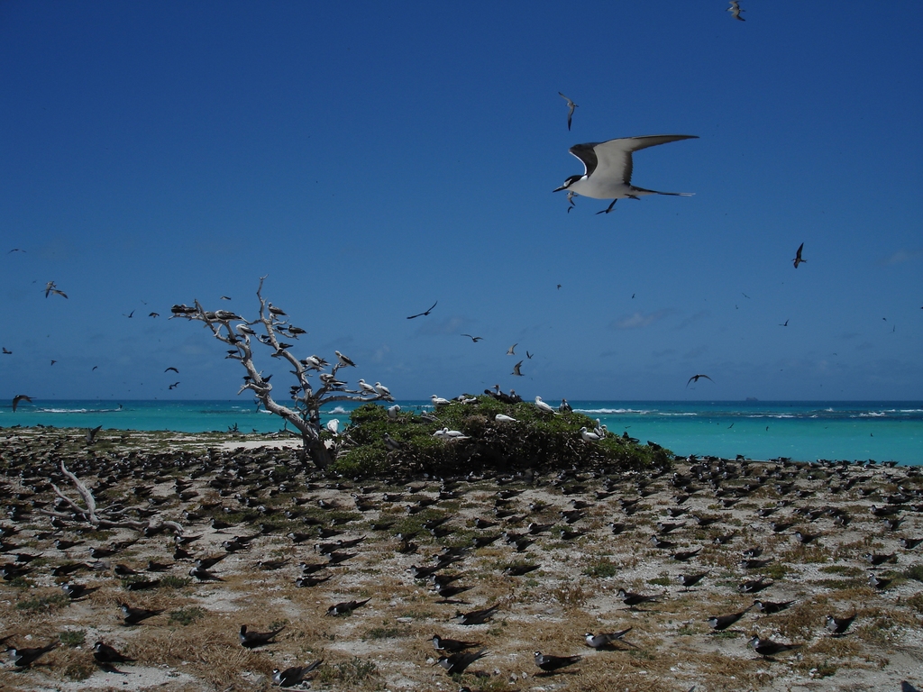 Bird Detection Object Detection Dataset And Pre Trained Model By Ssn