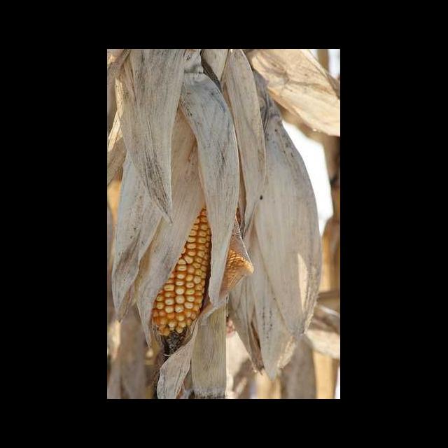 Corn2 Classification Dataset and Pre-Trained Model by Bme