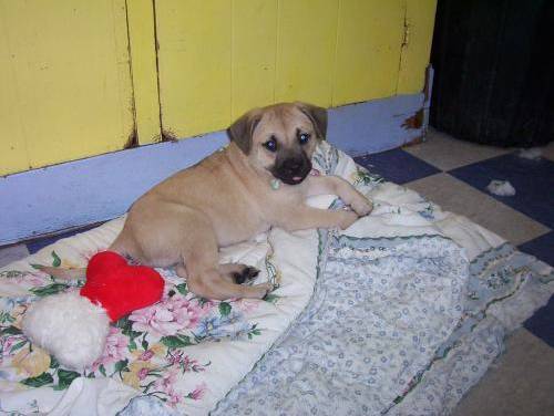 dogs-vs-cats Object Detection Dataset by wanchalerm