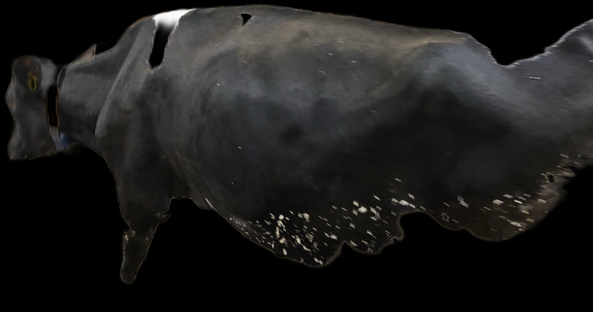 Dairy Cows Body Dirtiness Scoring Object Detection Dataset and Pre-Trained Model by SG Masters ...