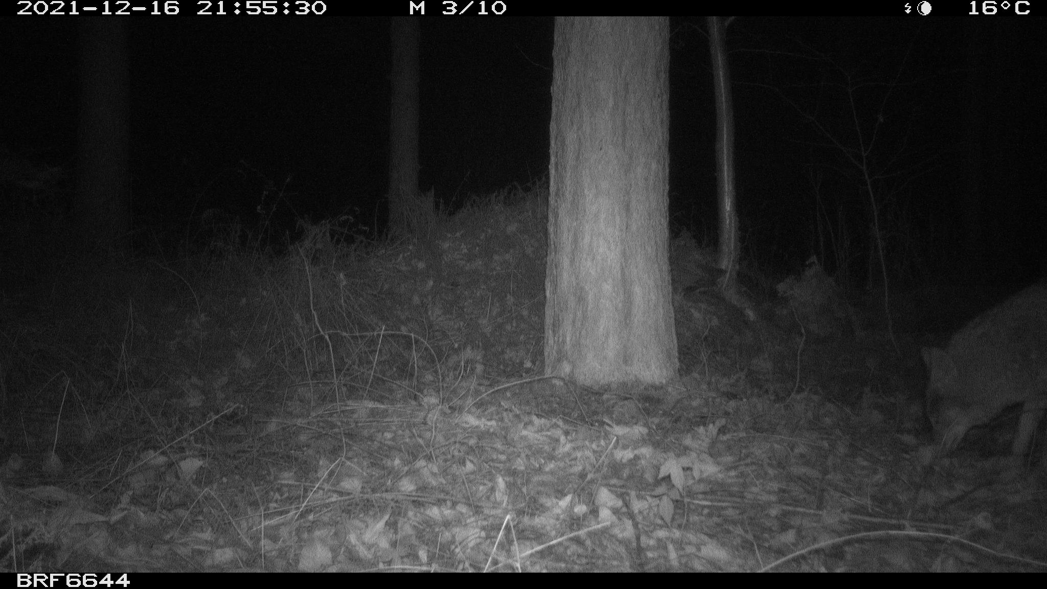 Wildlife Detect Object Detection Dataset By Forest Object Recognition