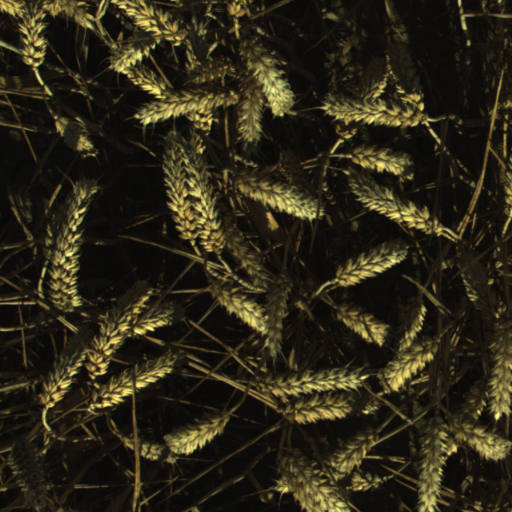 Wheat Object Detection Dataset by Totsanat Rattanakaew