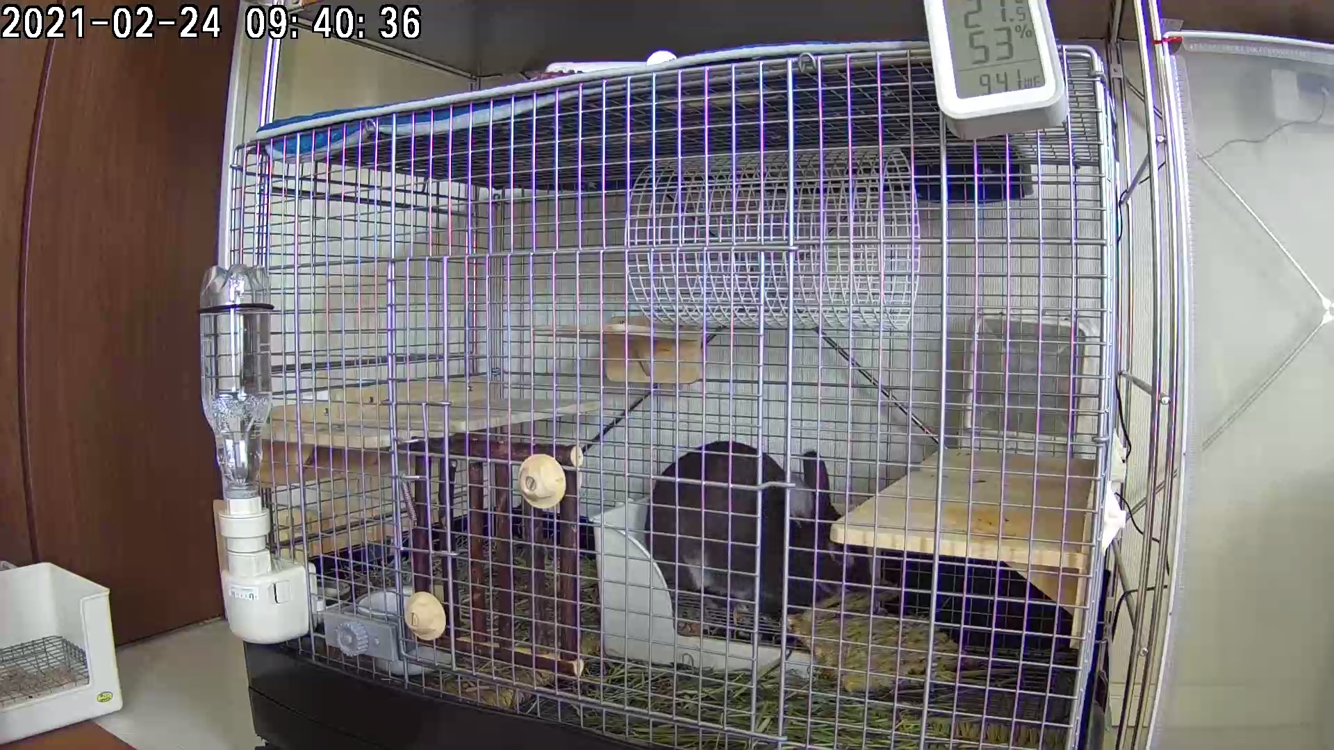 SHIMEJI Object Detection Dataset by new-workspace-cifta