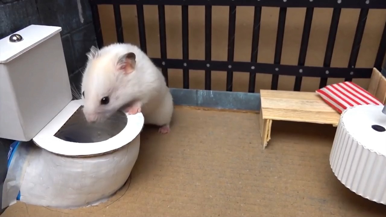 Hamster Detection Object Detection Dataset and Pre-Trained Model by Nathan