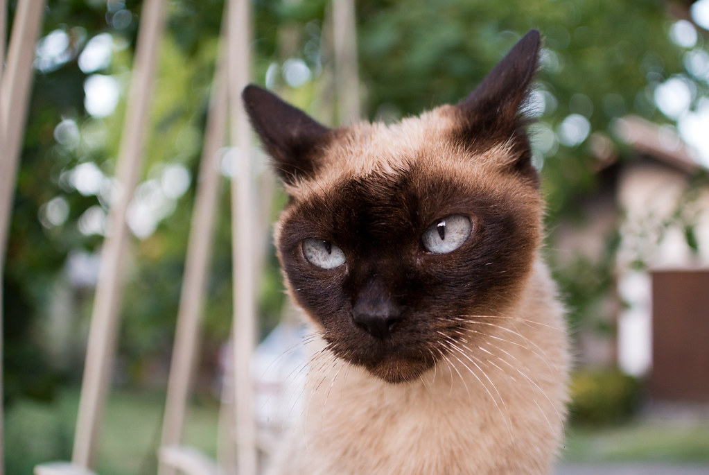 Cat Image Object Detection Dataset And Pre Trained Model By Celebal