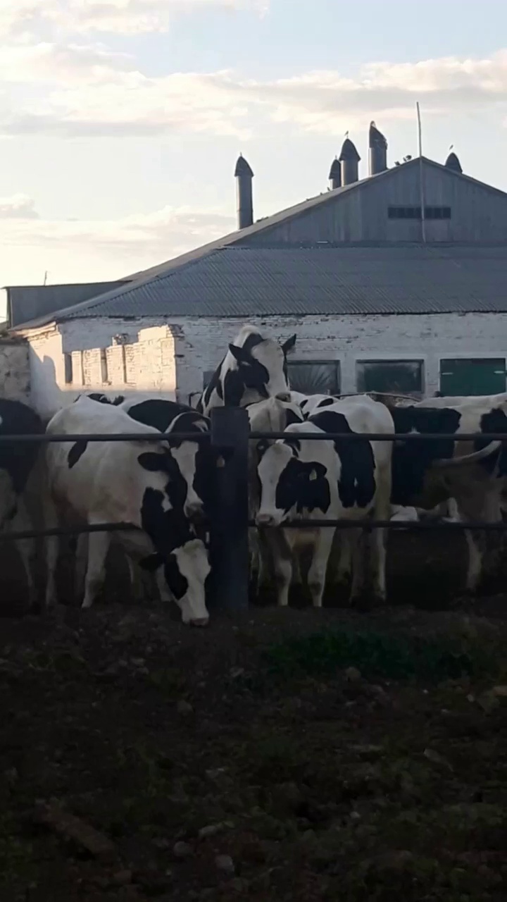 cow_hunting Object Detection Dataset by xcb