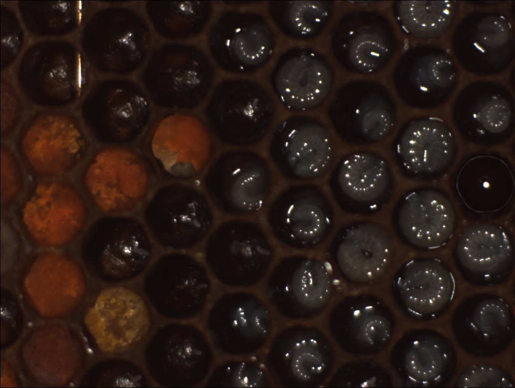 Distinguish of The hive Object Detection Dataset by Over