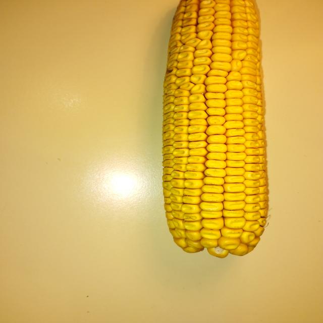 Corn pests Object Detection Dataset by SpidaOcampo