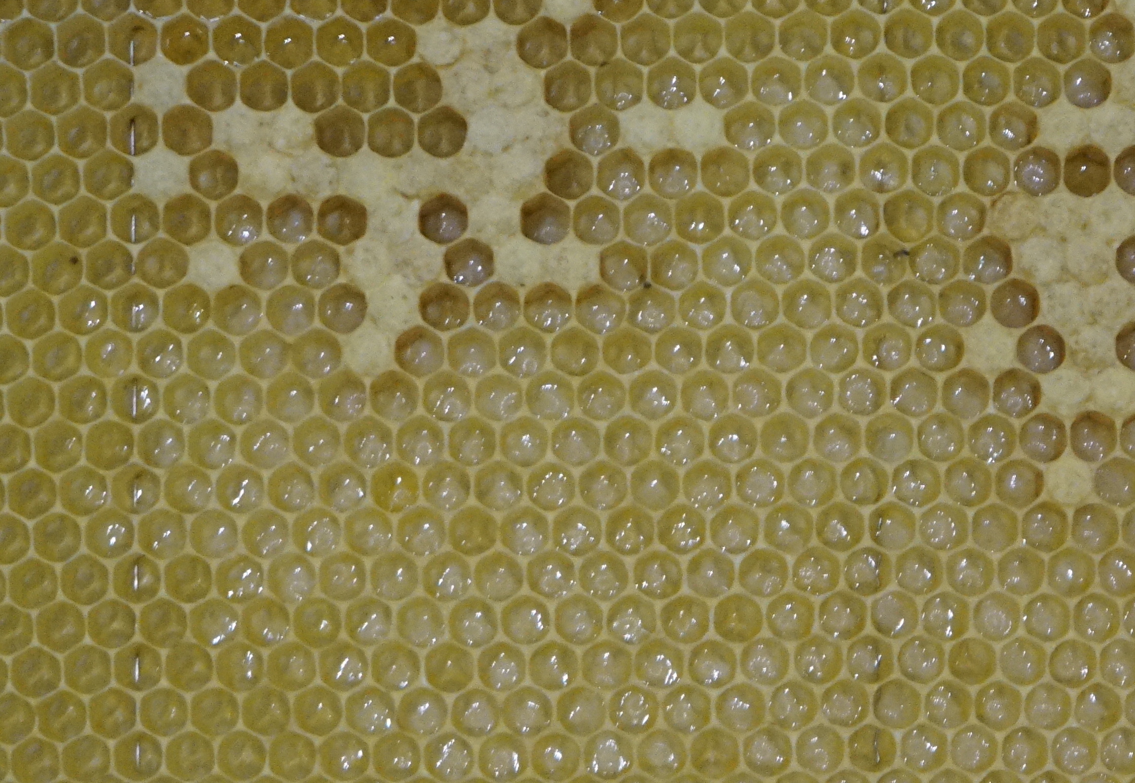 Plástve Object Detection Dataset by Bees