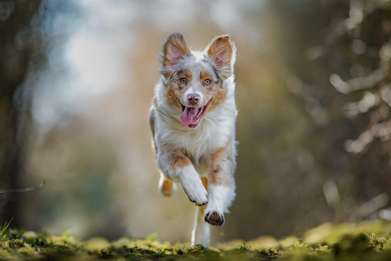 Object Detection Cat and Dogs Object Detection Dataset and Pre-Trained ... Object Detection Cat and Dogs Object Detection Dataset and Pre-Trained ...