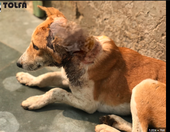 Stray Dog Rescue And Reporting Application Object Detection Dataset and ...