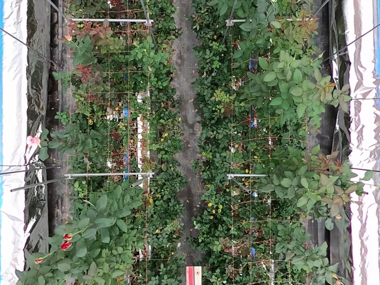 rose_val2 Object Detection Dataset by rr