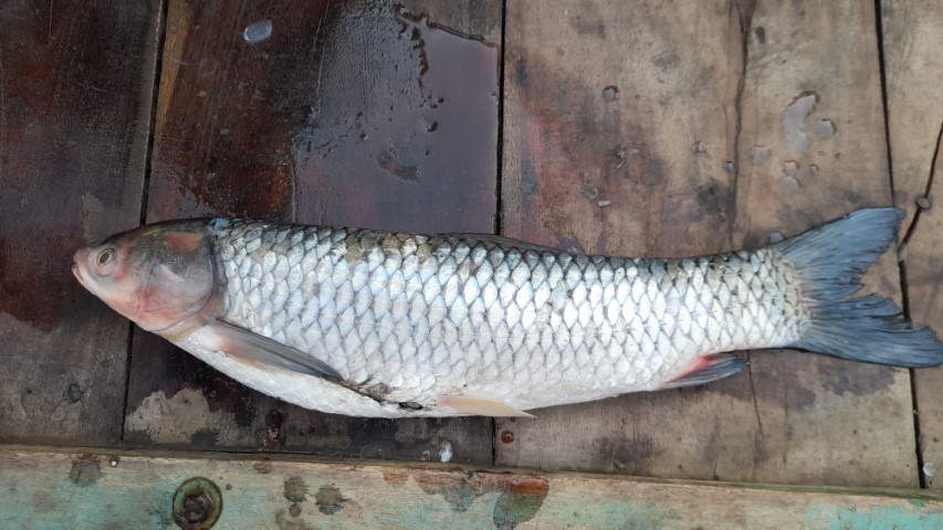 How to Use the Fish Detection using deep learning Object Detection API