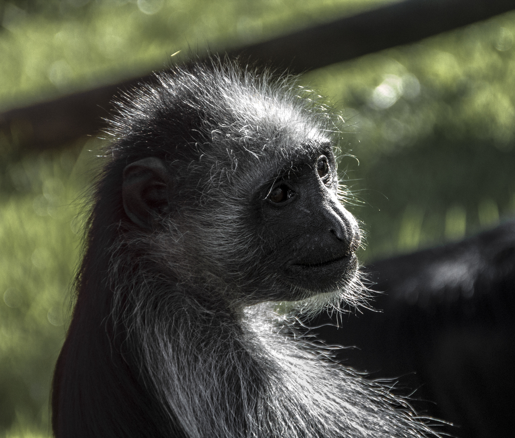 Monkey_detection_validation Object Detection Dataset by class