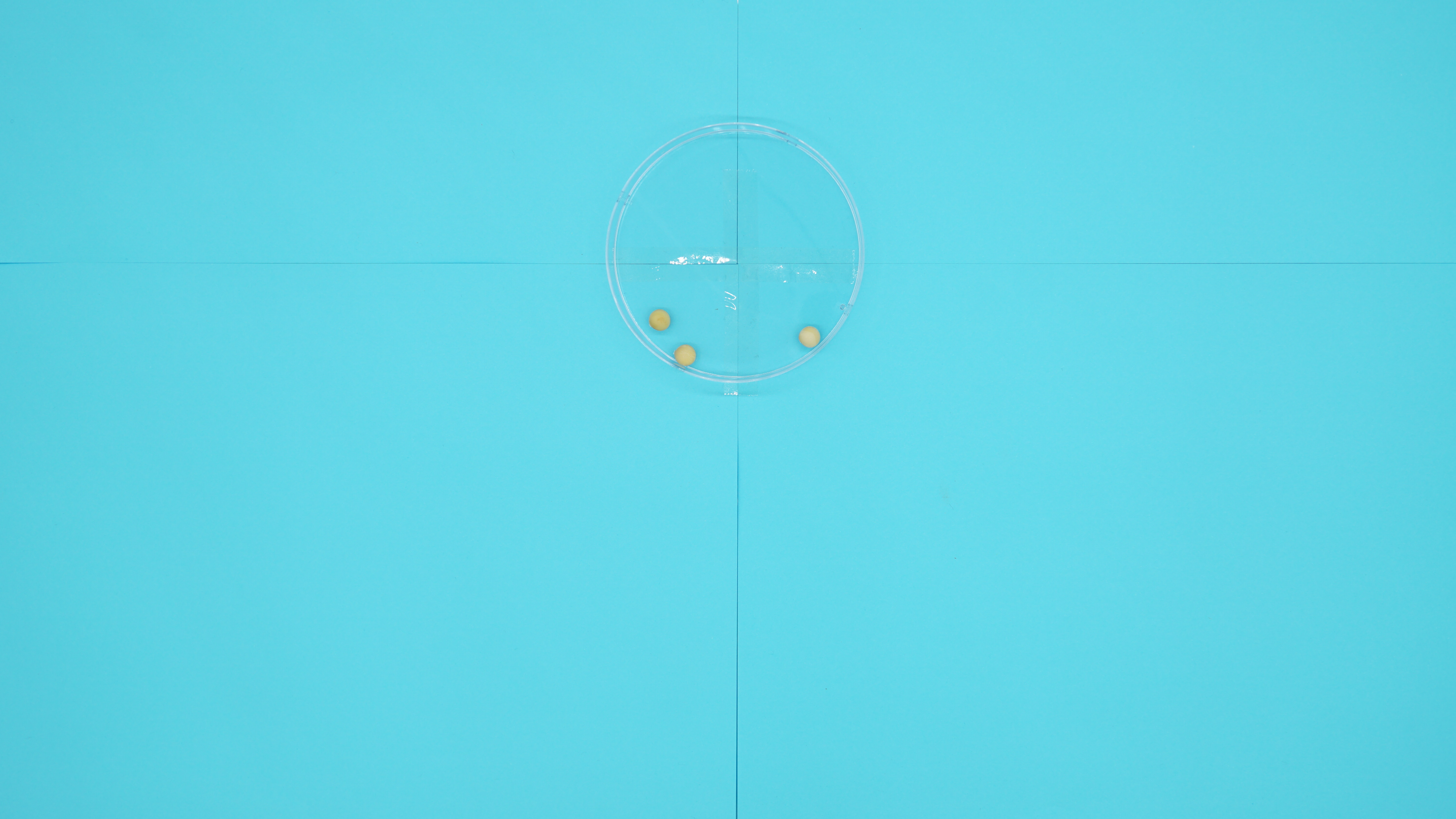 seed demo Object Detection Dataset by uni