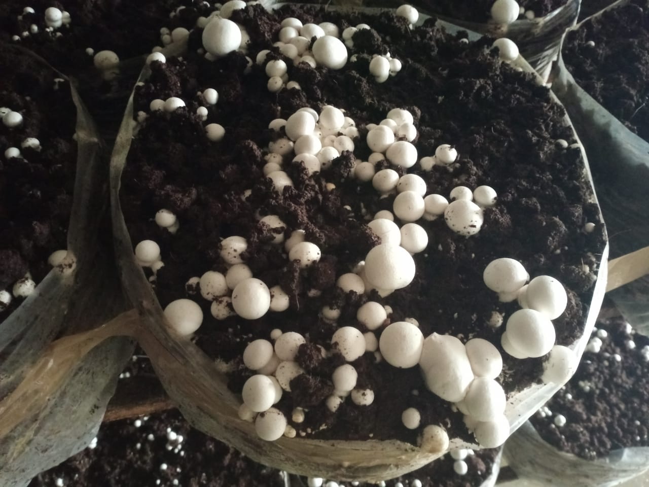 Mushroomtime Object Detection Dataset And Pre Trained Model By Mushroom