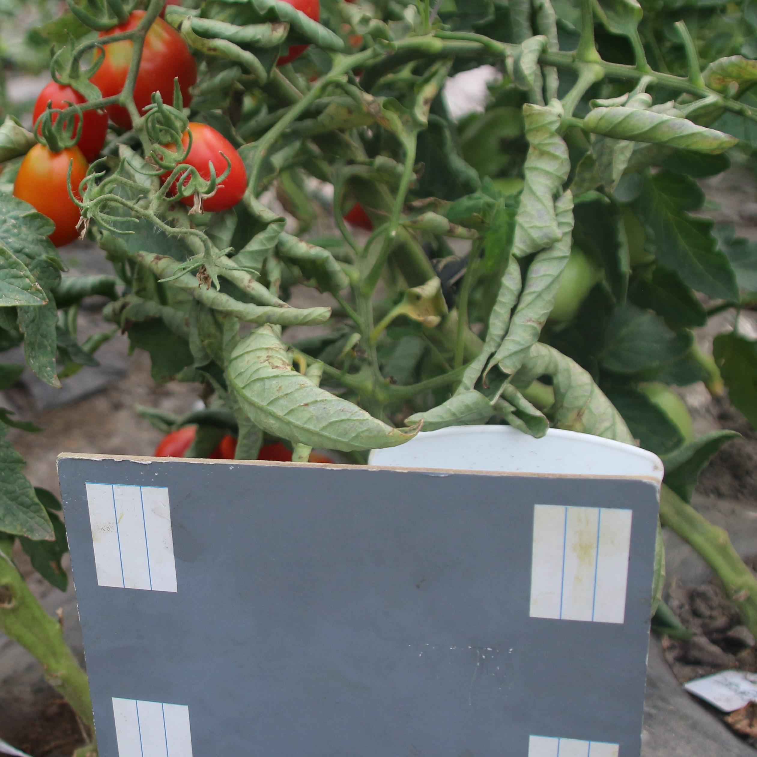 Tomato classification Object Detection Dataset by guzhicheng