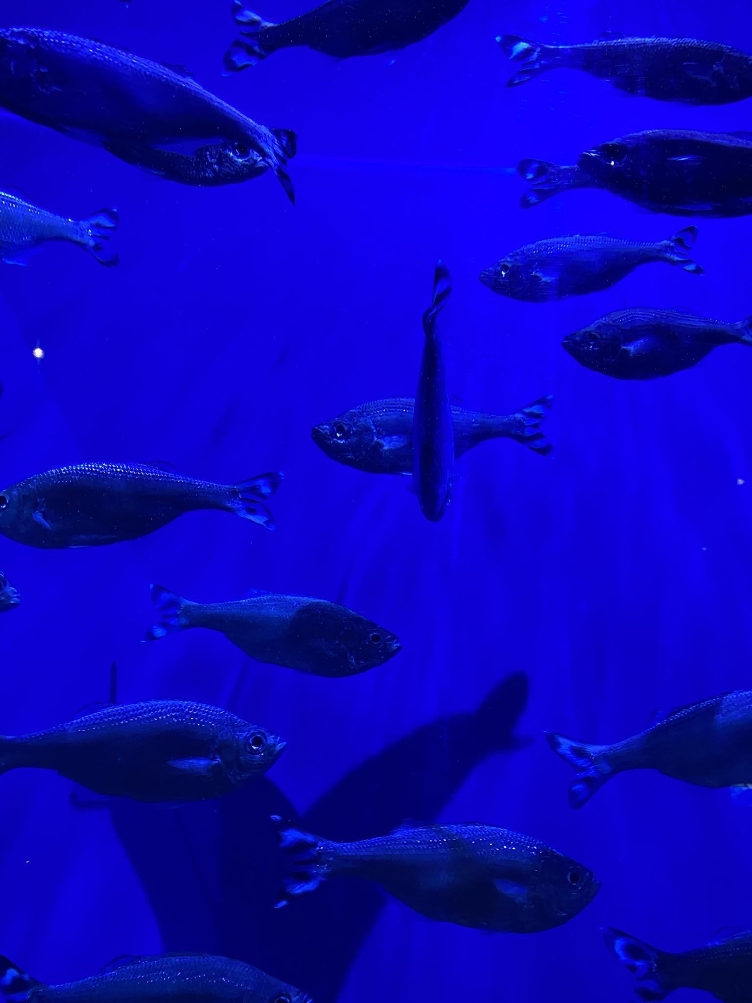 How To Use The Aquarium Species Detection Object Detection Api