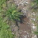 Trees Object Detection Dataset by Sangeet Aloysius