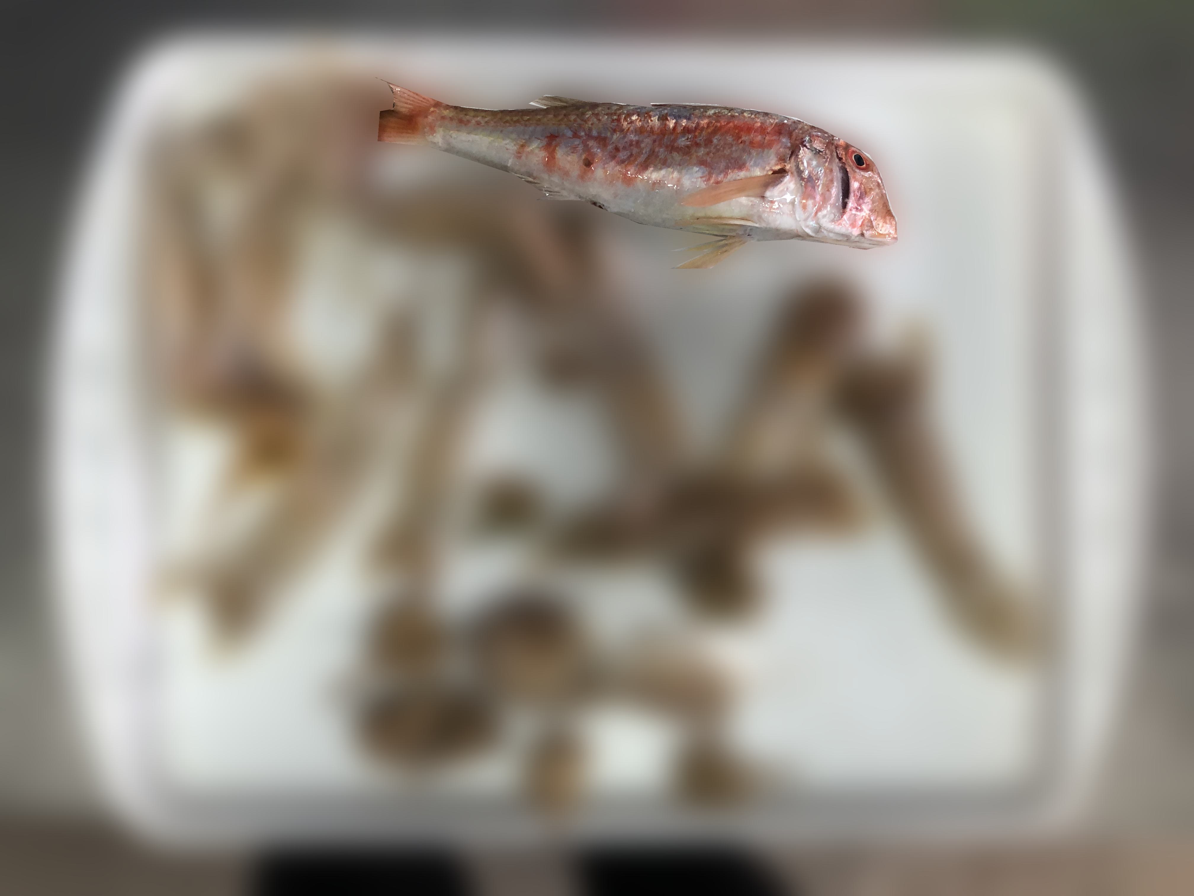 DeepFish Object Detection Dataset by PreThesisDeepFishOnlyGoodOnes