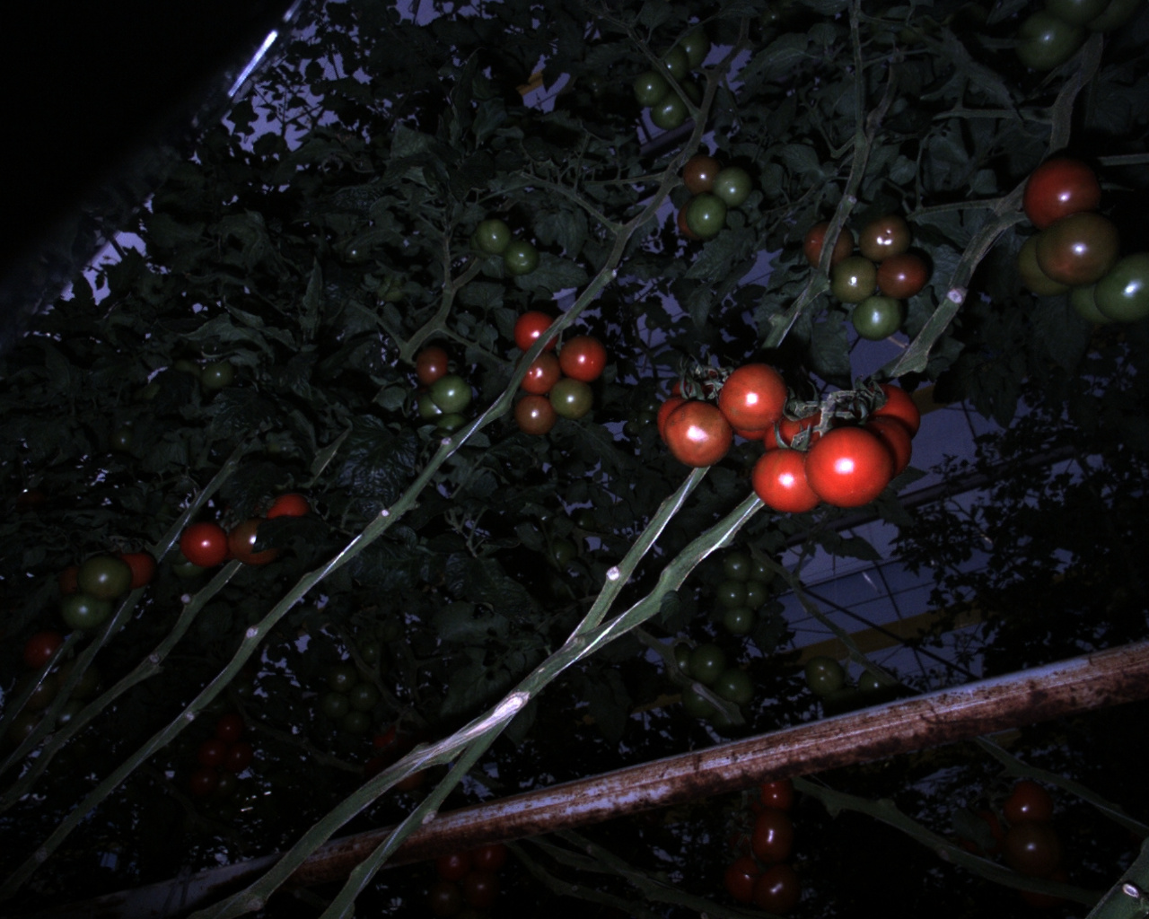 Tomato-Cuts-eval Object Detection Dataset by Tomato Plants