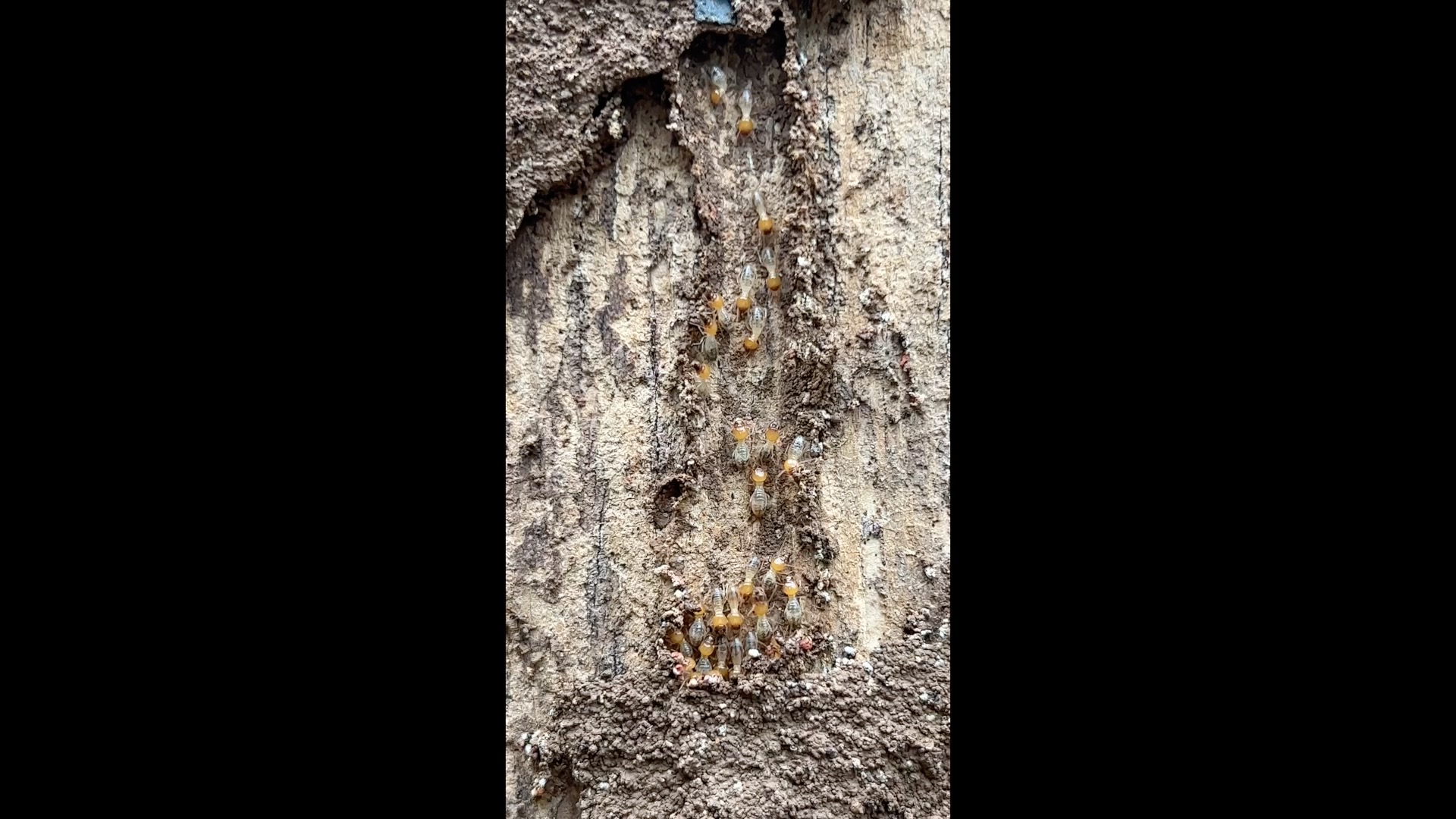 Termite walking tracking Object Detection Dataset and Pre-Trained Model ...