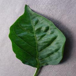 LEAVES DISEASE HEALTHY AND UNHEALTHY Object Detection Dataset and Pre-Trained Model by UBAID UR ...