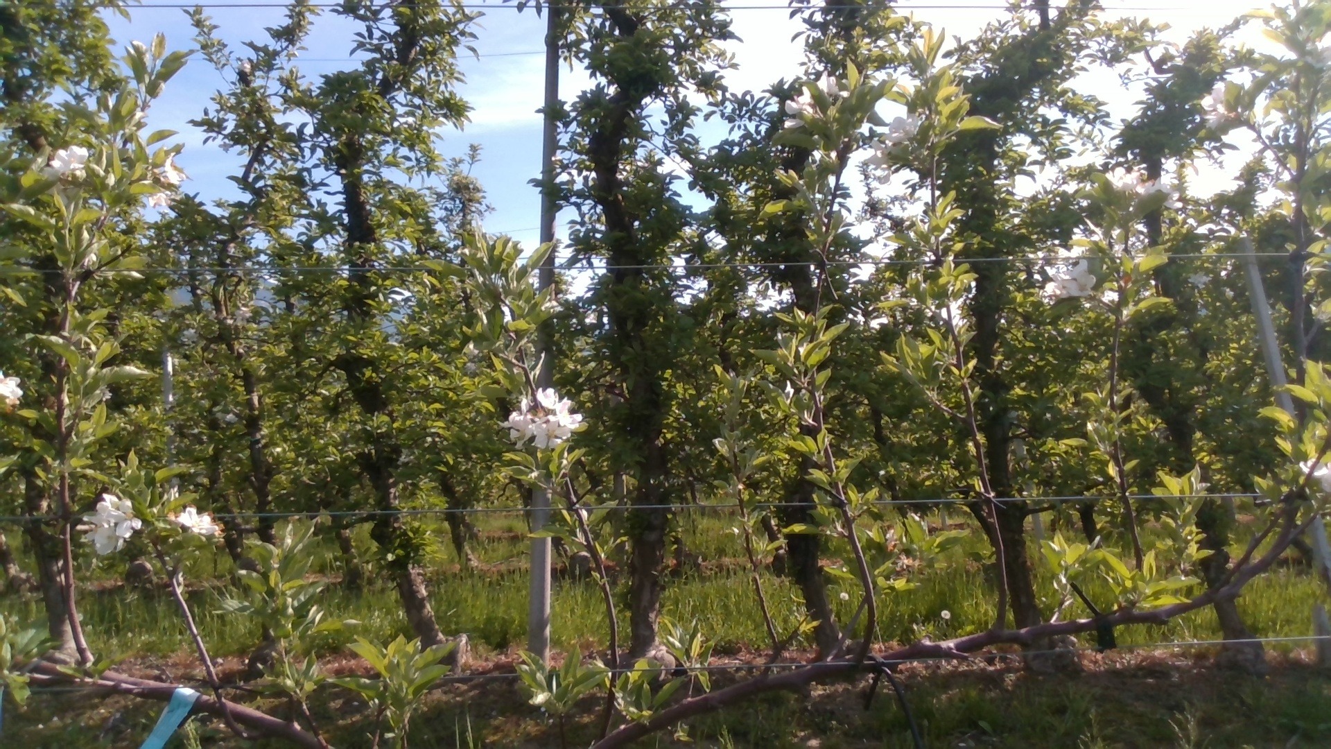 Coco Conv Object Detection Dataset By Coco