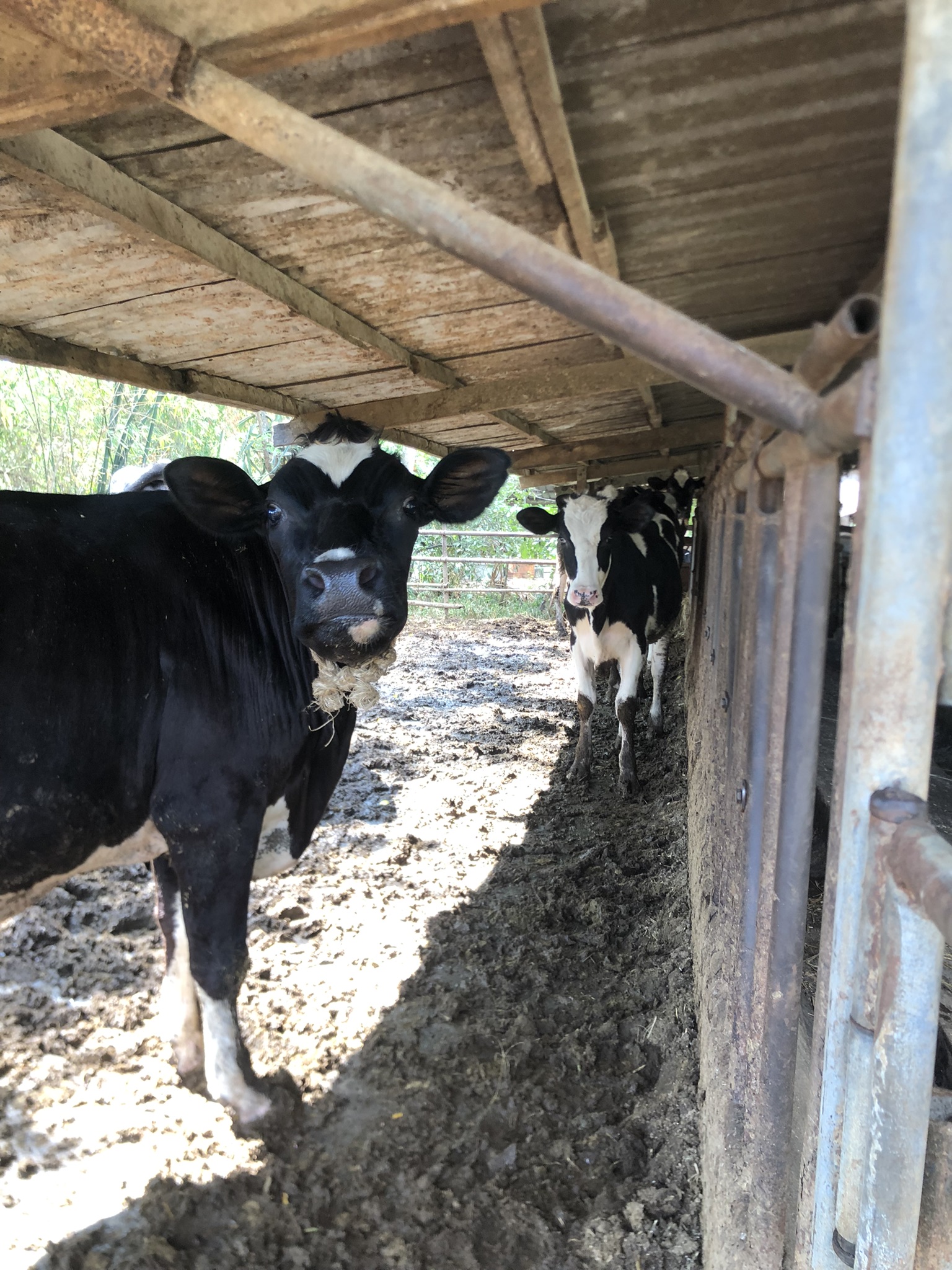 Cow face Object Detection Dataset by chuls