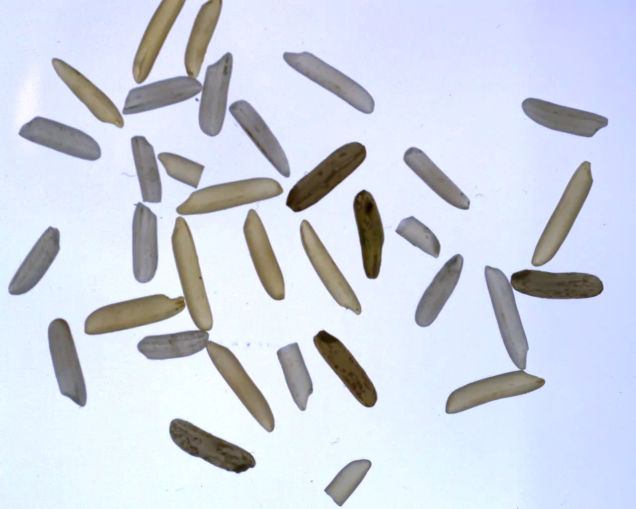 Rice Defect Detection Object Detection Dataset by National University ...