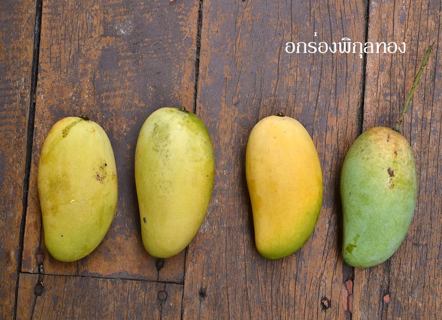 Mango Object Detection Dataset And Pre Trained Model By Monster