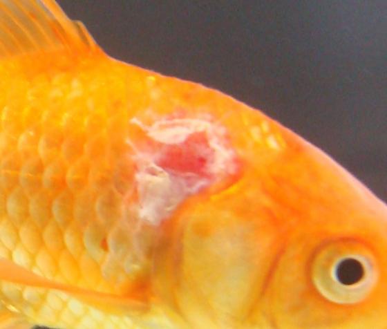 How to Use the rpi4-yolov8-segmentation Instance Segmentation API