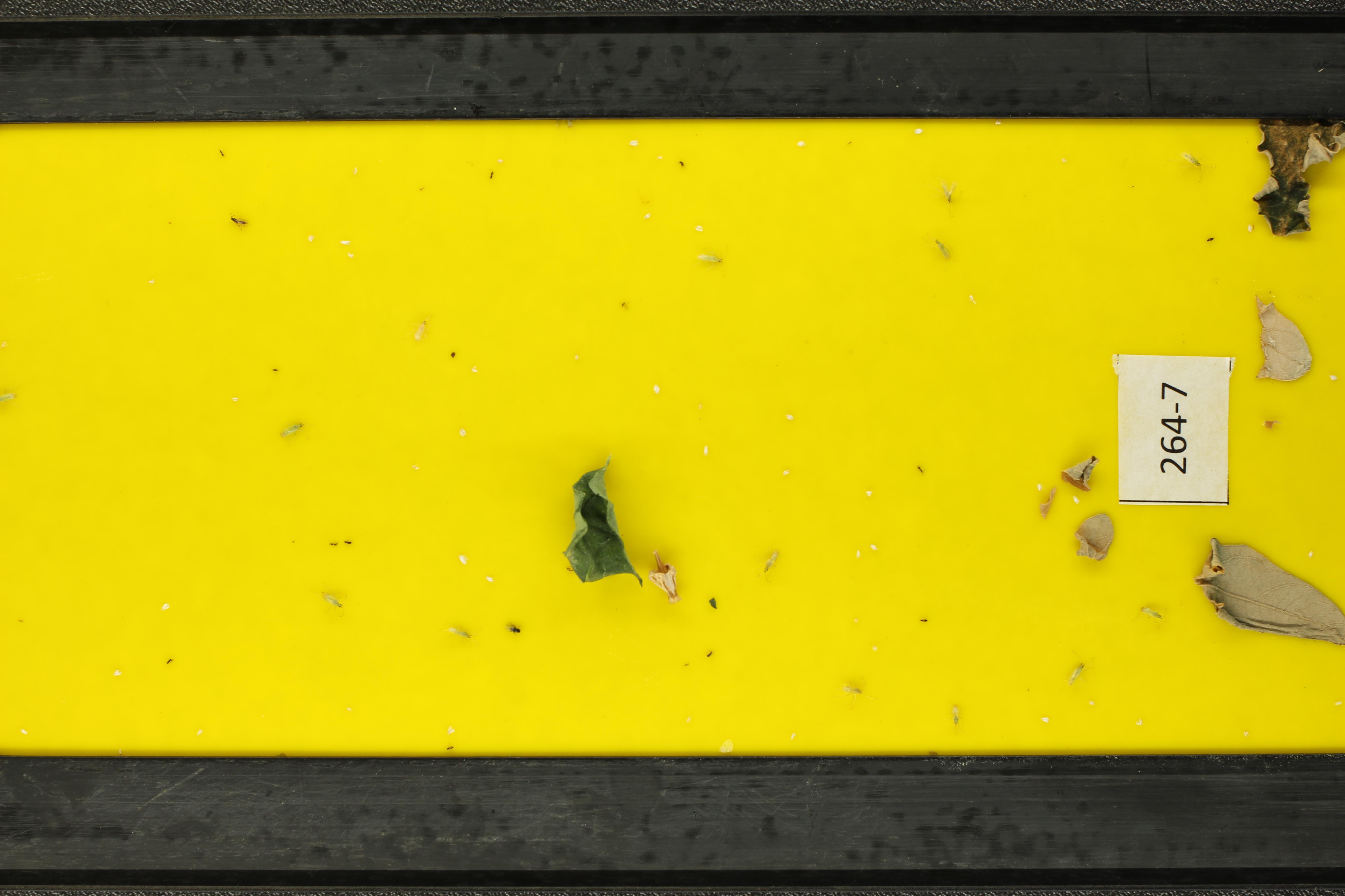 Detectron2_StickyInsects Object Detection Dataset by ...