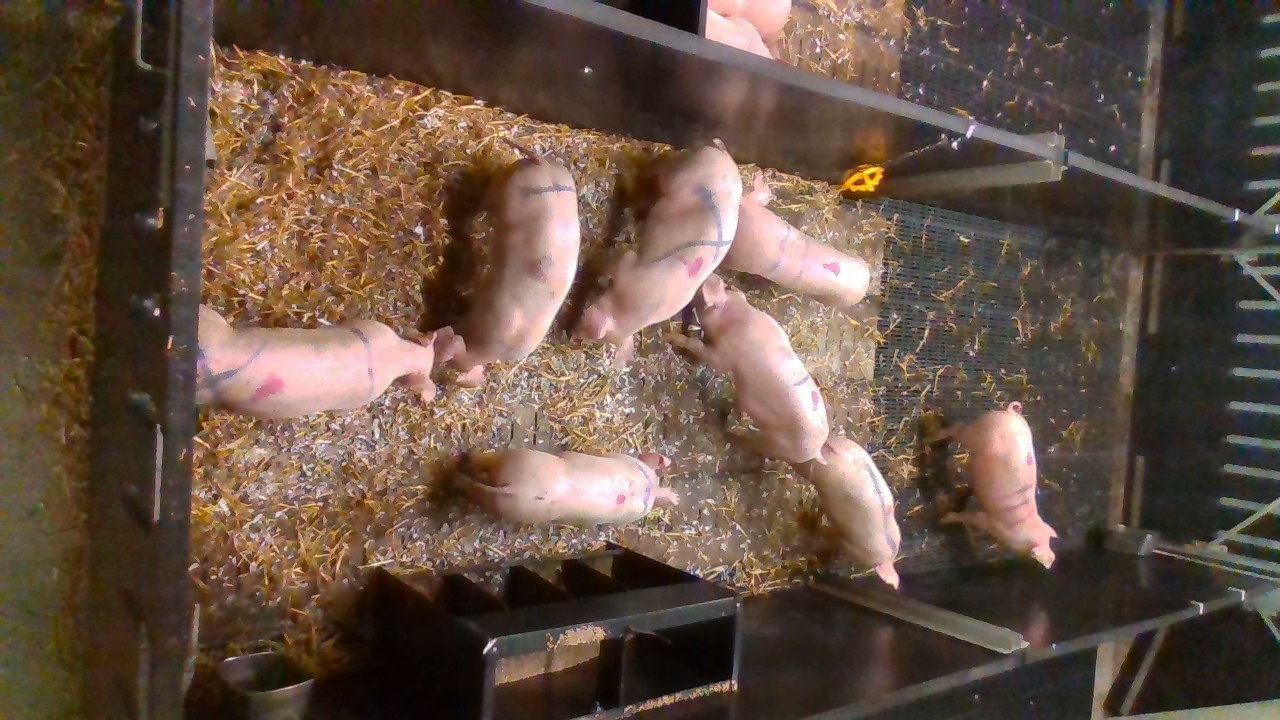 pig-1 Object Detection Dataset by Dataset