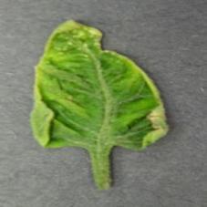 Tomato Leaf Disease Detection Object Detection Dataset and Pre-Trained ...