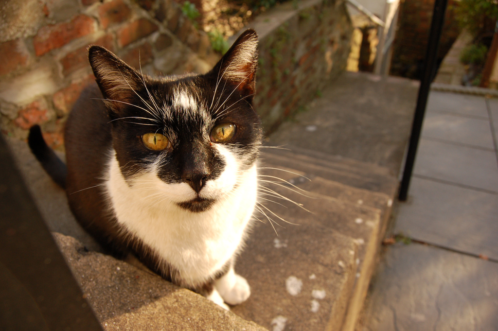 Cat Face Data Object Detection Dataset by Cat Face