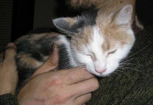 Cat_Dog_Detection Object Detection Dataset by DevFest22