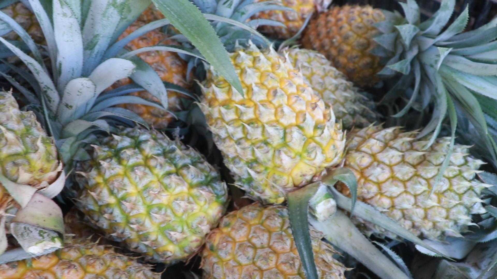 Pineapple Data Object Detection Dataset By Gan Nhan