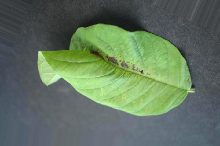 Guava Classification Classification Dataset by Guava Leaf Diseases