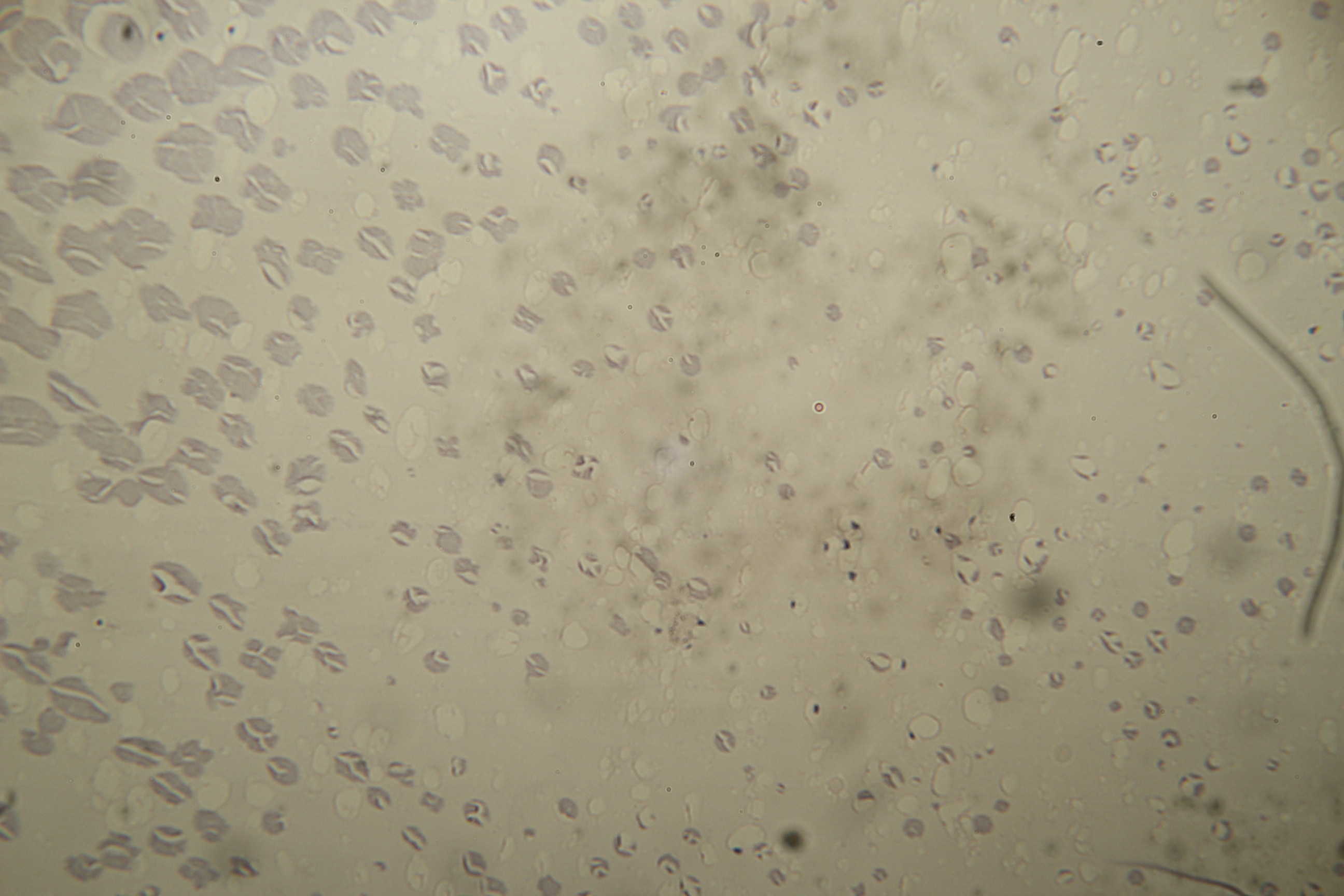 CRMG Decapod Histology - Roboflow Universe