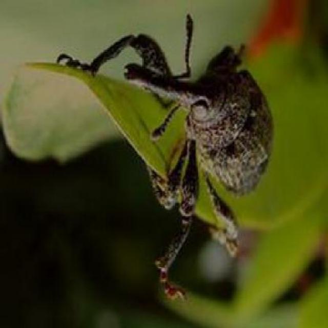 Rice-Pest Detection Object Detection Dataset by Computer Vision Projects