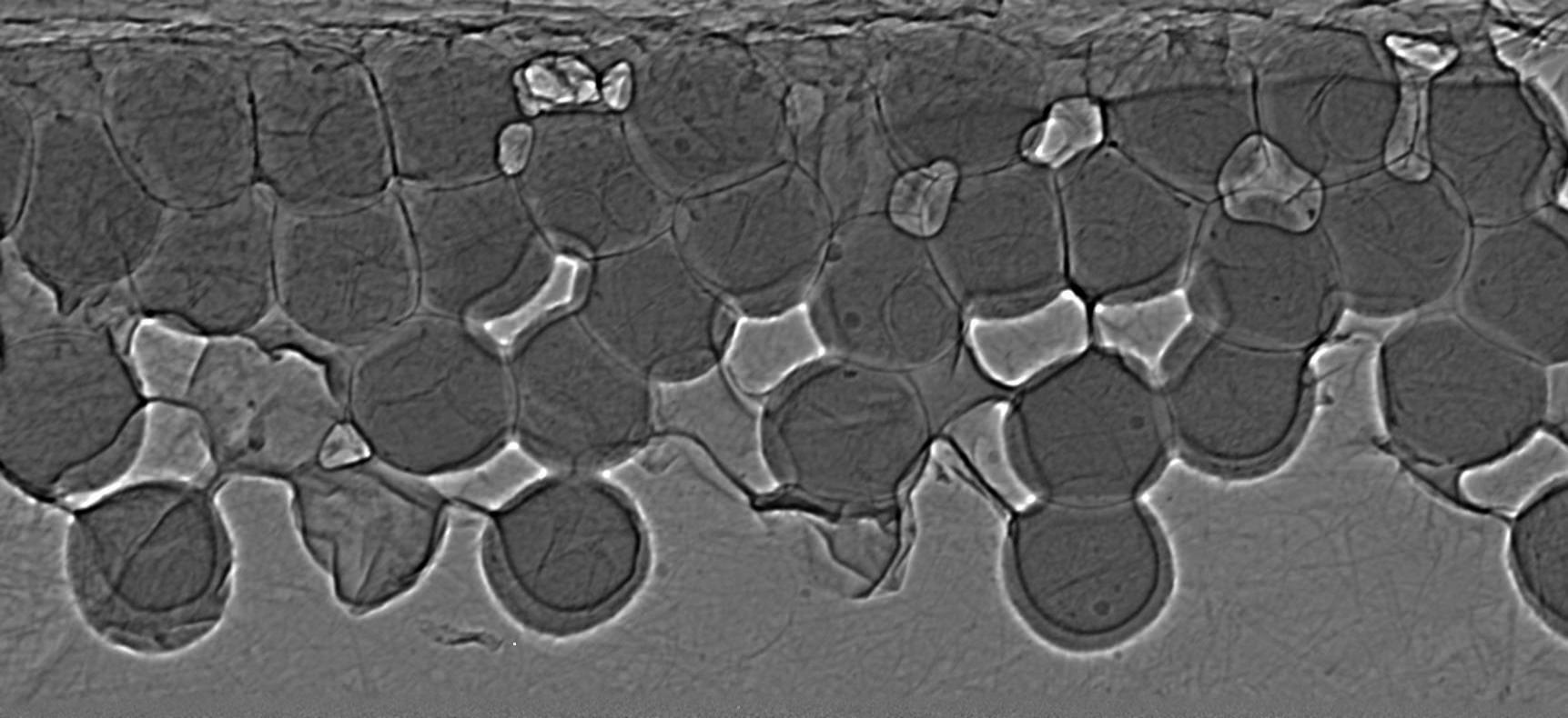 CAP6 Instance Segmentation Dataset by ovo