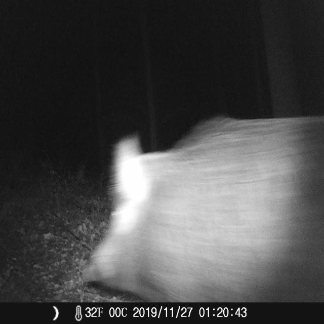 finalproject Object Detection Dataset and Pre-Trained Model by HanyangUni