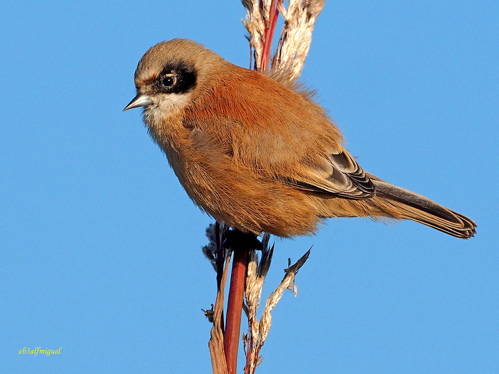 Bird Object Detection Dataset By Practicas Preprofecionales