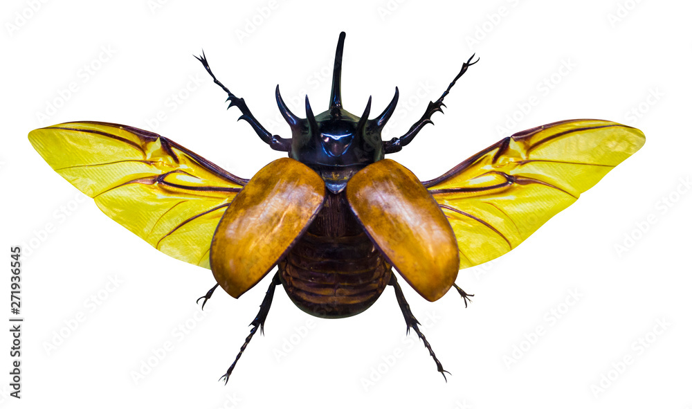 Beetle Object Detection Dataset By Practicas Preprofecionales