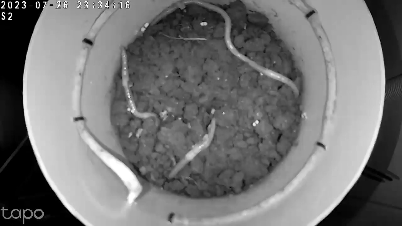 Worm_CT_B4 Object Detection Dataset by exeter